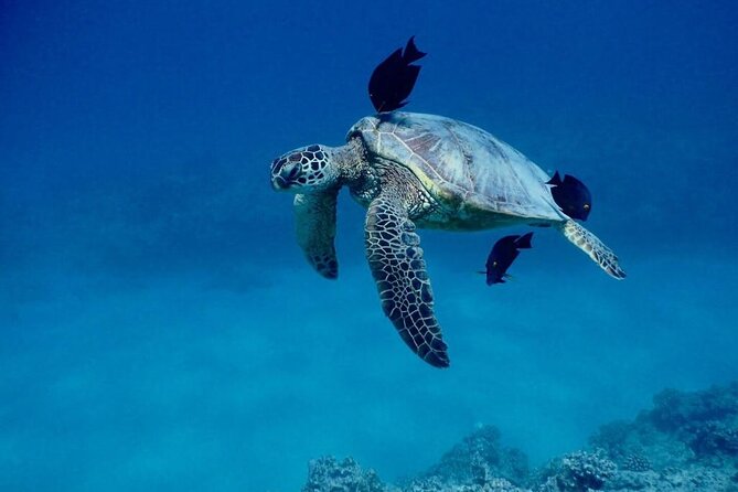 Hawaiian Sea Turtles and Snorkeling Experience in Kona with Lunch - Final Thoughts: Is It the Right Trip for You?