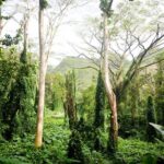 Hawaiian Waterfall Hike - Guided Tour and Personal Touches