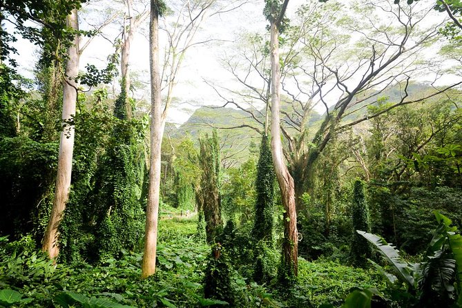 Hawaiian Waterfall Hike - Guided Tour and Personal Touches