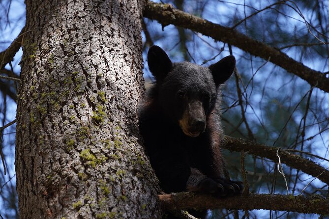 Heart of the Giant Forest Hike - Key Points