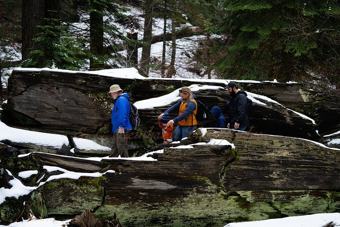 Heart of the Giant Forest Hike - The Experience That Sets It Apart