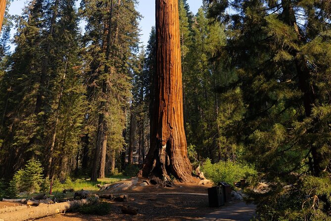 Heart of the Giant Forest Hike - Final Thoughts