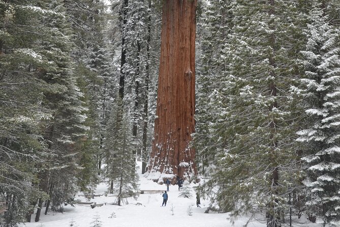 Heart of the Giant Forest Hike - FAQs