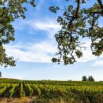 Heart of Willamette Winery Pass : Wine Tastings and Discounts - The Experience: What You Can Expect