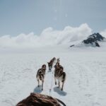 Helicopter Glacier & Dog Sledding Adventure Tour - Meeting the Huskies and Learning About Sledding