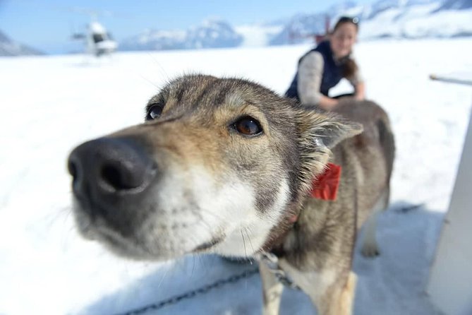 Helicopter Glacier Dogsled Tour + Lower Glacier Landing - ANCHORAGE AREA - Who Would Enjoy This Tour?