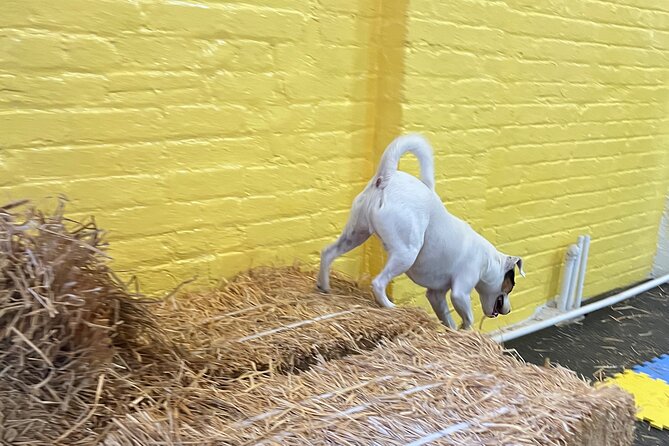 Hide & Seek Skills for Dogs at the Hay filled New York City Barn - Exploring the Experience: What to Expect