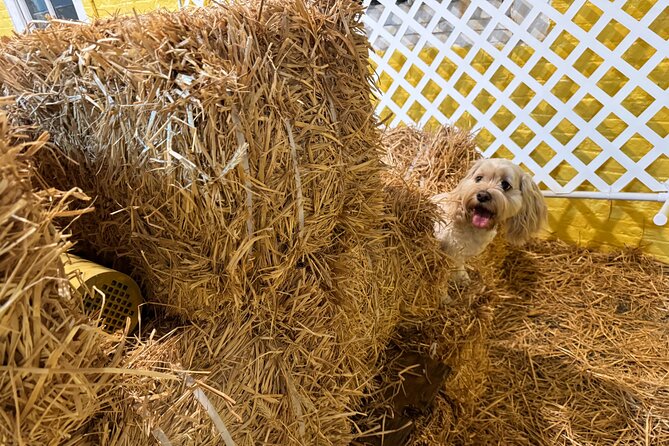 Hide & Seek Skills for Dogs at the Hay filled New York City Barn - The Setting: Hay, Tunnels, and Challenges