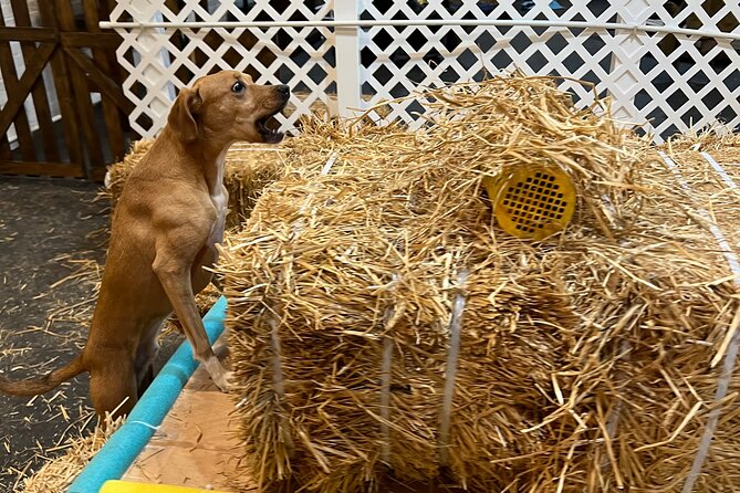 Hide & Seek Skills for Dogs at the Hay filled New York City Barn - Practical Details: Pricing, Duration, and Accessibility