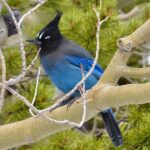 High Country Birding Hike and Hot Spring Soak from Denver - What’s Included and What’s Not