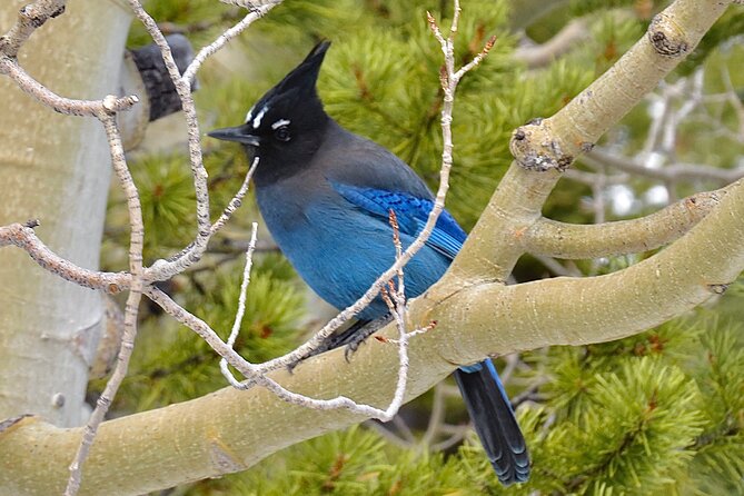 High Country Birding Hike and Hot Spring Soak from Denver - What’s Included and What’s Not