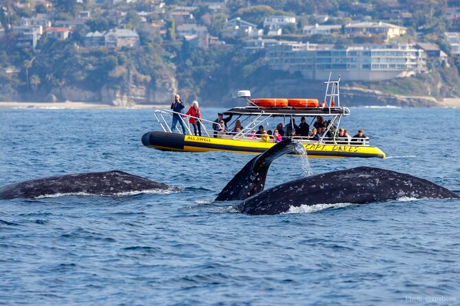 High Speed Zodiac Whale Watching Safari from Dana Point - An In-Depth Look at the Zodiac Whale Watching Safari