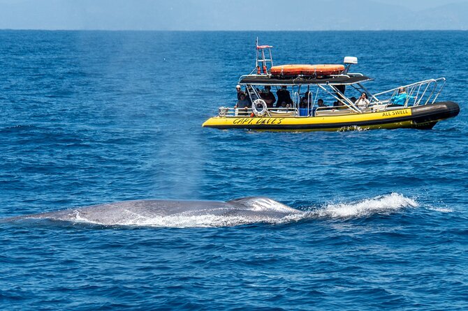 High Speed Zodiac Whale Watching Safari from Dana Point - FAQ