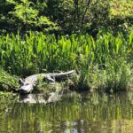 Highlights of New Orleans City and Swamp Tour Combination - The Historic Charm of the Garden District