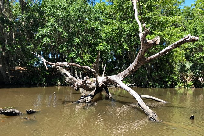 Highlights of New Orleans City and Swamp Tour Combination - Final Thoughts: Is It Worth It?