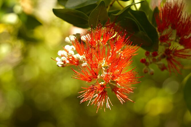 Hike Honolua Ridgeline - The Value Proposition