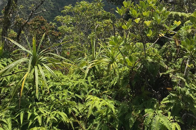 Hike Honolua Ridgeline - Final Words