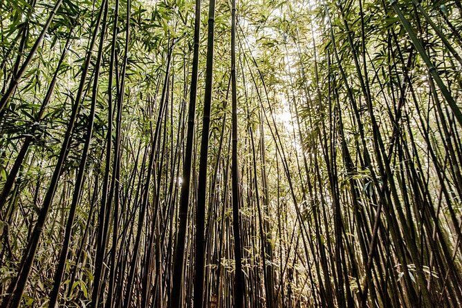 Hike Trail to Waterfall & Nature Walk - The Itinerary in Detail: What to Expect