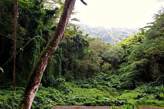 Hike Trail to Waterfall & Nature Walk - Authentic Experiences and Real Traveler Insights