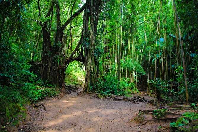 Hike Trail to Waterfall & Nature Walk - Who Will Love This Tour?