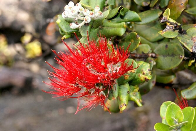 Hilo and Volcano National Park Tour a Cruise Ship Excursion w/PU - An In-Depth Look at the Tour