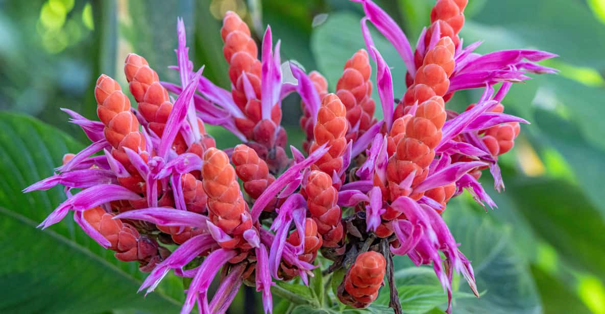 Hilo: Gardens, Waterfalls & Farmers Market Shore Excursion - Who Will Love This Tour?