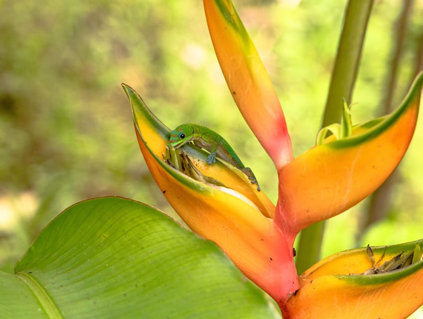 Hilo: Gardens, Waterfalls & Farmers Market Shore Excursion - FAQ