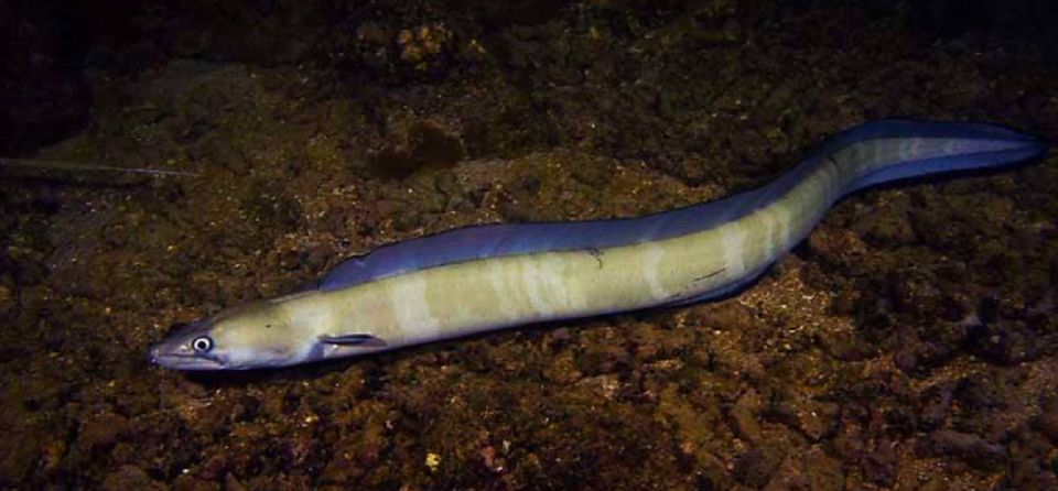 Hilo: Night Dive for Certified Divers - An In-Depth Look at the Hilo Night Dive Adventure