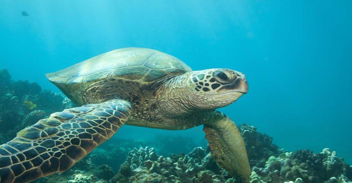 Hilo: Sea Turtle Lagoon and Black Sand Beach Snorkel - Final Thoughts: Who Should Consider This Tour?
