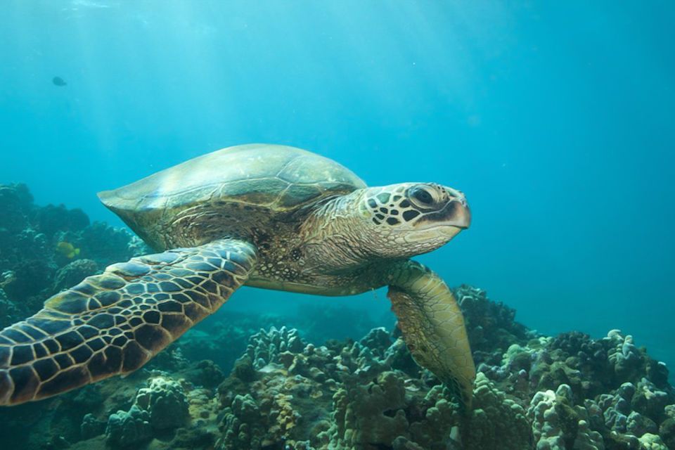 Hilo: Sea Turtle Lagoon and Black Sand Beach Snorkel - Final Verdict