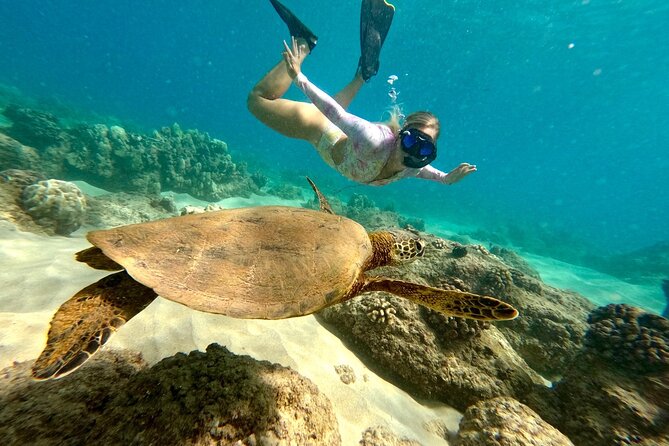 Hilo Sea Turtle Snorkel Adventure - Key Points