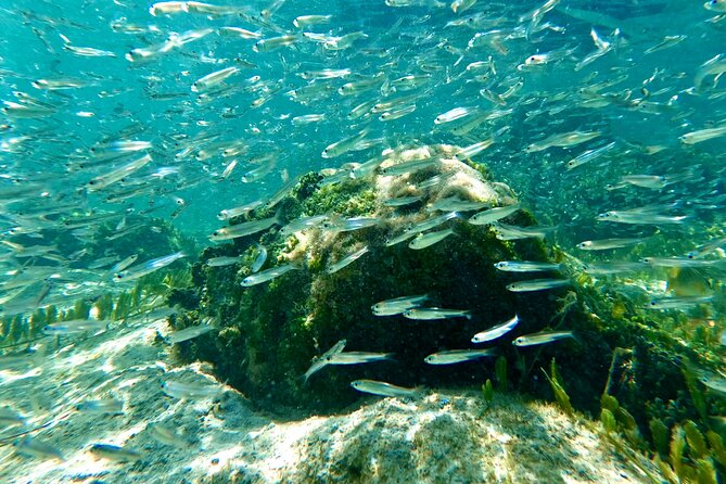 Hilo Sea Turtle Snorkel Adventure - Who Will Love This Tour?