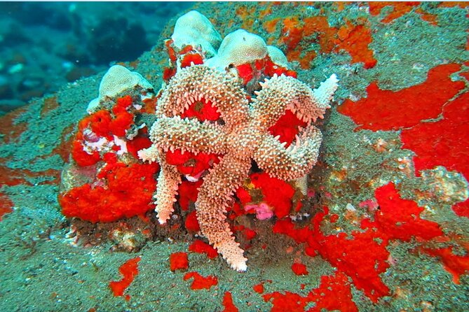 Hilo's Remote Tropical Reef 2 Tank Boat Dive - The Experience Breakdown: What to Expect and Why It Matters
