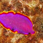 Hilo's Remote Tropical Reef 2 Tank Boat Dive - Who Is This Tour Best For?