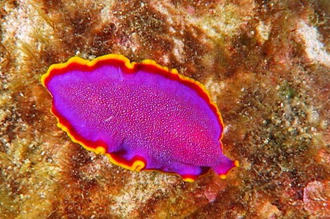 Hilo's Remote Tropical Reef 2 Tank Boat Dive - Who Is This Tour Best For?
