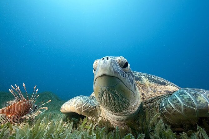 Hilo's Remote Tropical Reef 2 Tank Boat Dive - Final Thoughts