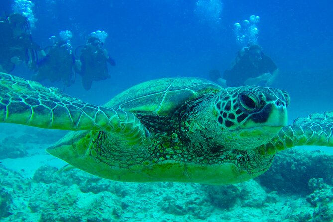 Hilo's Remote Tropical Reef 2 Tank Boat Dive - Frequently Asked Questions