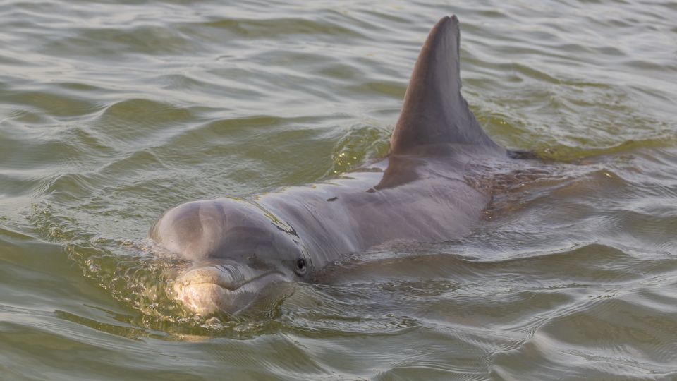 Hilton Head: 2 Hour Large Group Tour (7-20 people) - FAQ