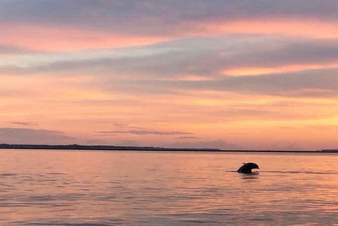Hilton Head Dolphin Watching Cruise with Fireworks Display - The Experience: What to Expect on the Water