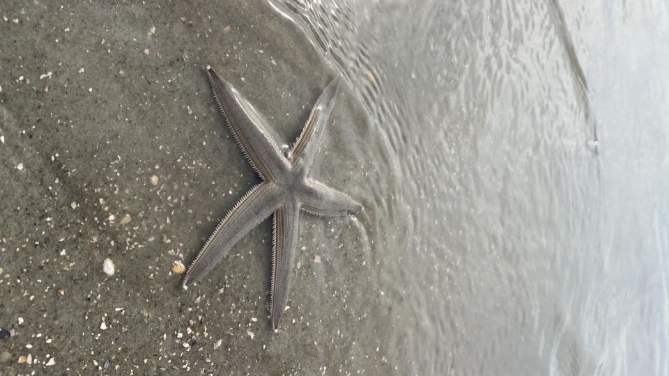 Hilton Head: Guided Disappearing Island Tour by Mini Boat - Key Points