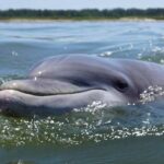 Hilton Head Guided Kayak Eco Tour - The Value of This Eco Tour