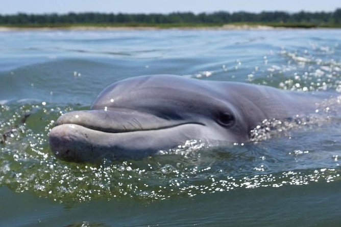 Hilton Head Guided Kayak Eco Tour - The Value of This Eco Tour