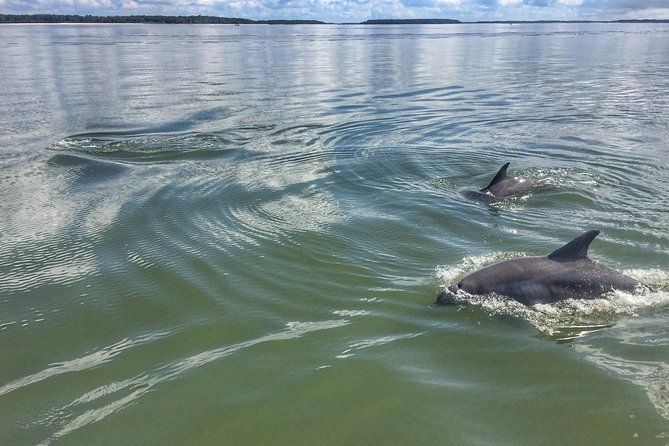 Hilton Head Guided Kayak Eco Tour - Who Is This Tour Best For?