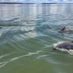 Hilton Head Guided Sunset Creek Cat Tour - Is It Worth The Price?