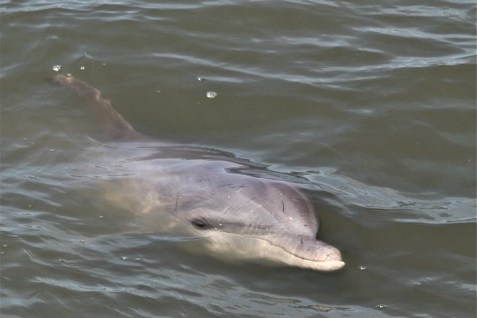 Hilton Head Guided Sunset Creek Cat Tour - FAQ