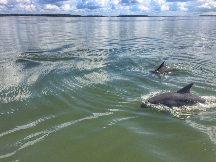Hilton Head Island: 2-Hour Guided Creek Cat Tour - What Makes This Tour Stand Out?