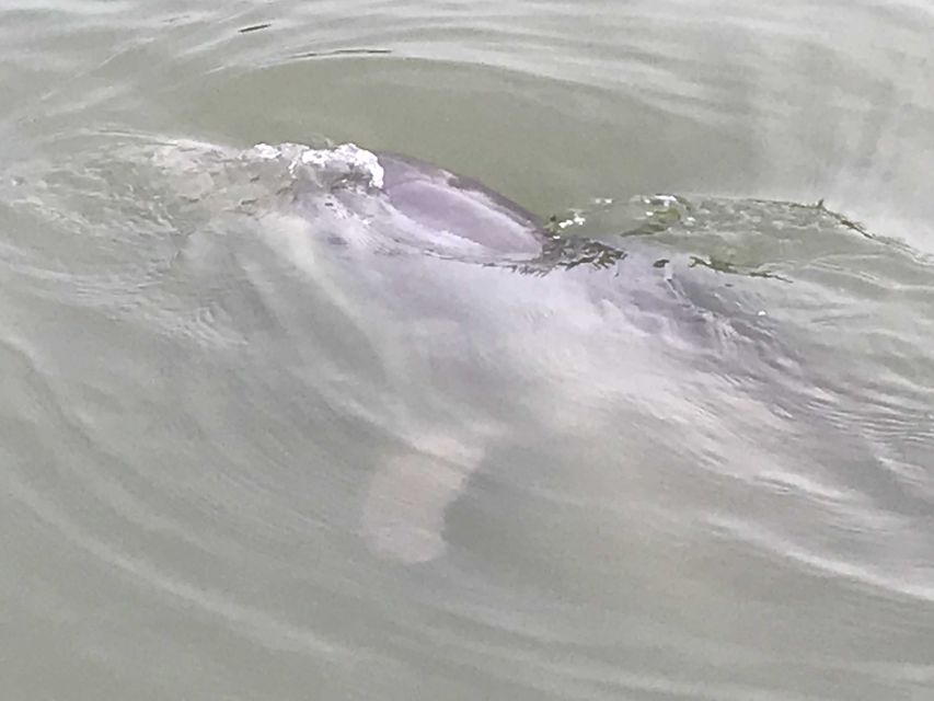 Hilton Head Island: 90-Minute Dolphin & Nature Tour - Who Will Love This Tour?