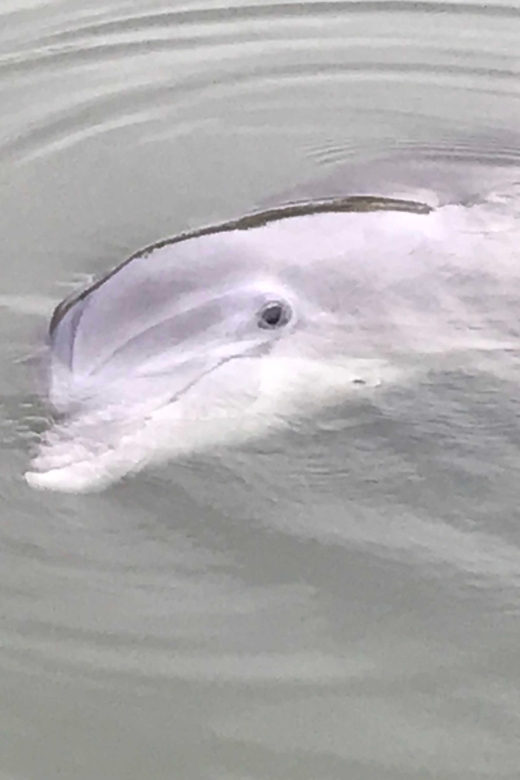 Hilton Head Island: 90-Minute Dolphin & Nature Tour - The Sum Up