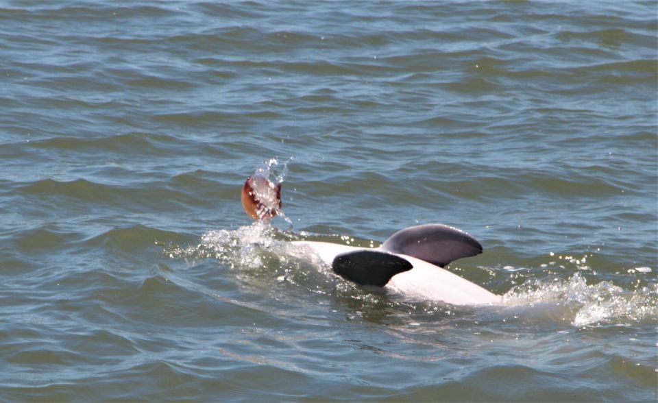 Hilton Head Island: Daytime Dolphin Watching Boat Tour - An Inside Look at the Hilton Head Dolphin Tour