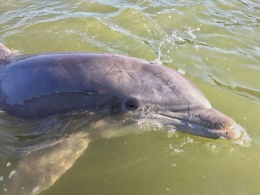 Hilton Head Island: Daytime Dolphin Watching Boat Tour - The Value of a 1.5-Hour Dolphin Tour